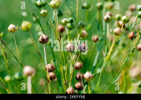 growing a flax crop to harvest seeds and straw for fabric making, an ...