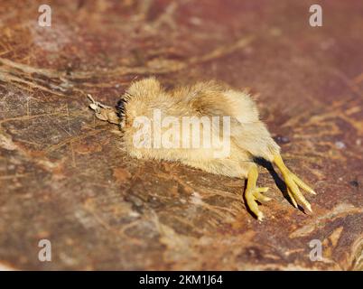 A baby headless chicken on a free range farm, experienced a strange ...
