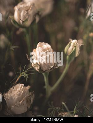 A Selective focus of white withered roses Stock Photo - Alamy