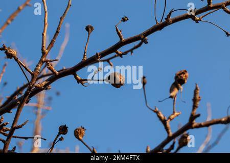 rotten pears hanging on the branches of a tree whose harvest has not ...