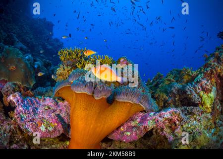 Pink skunk clownfish - swimming above anemone on coral reef Anemonefish ...