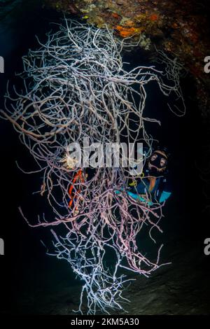 Female scuba diver finding tropical reef fish while guiding Scuba Dive ...