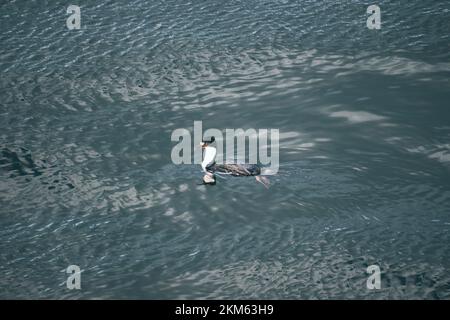 A rock shag bird bobbing in the water around Stock Photo - Alamy