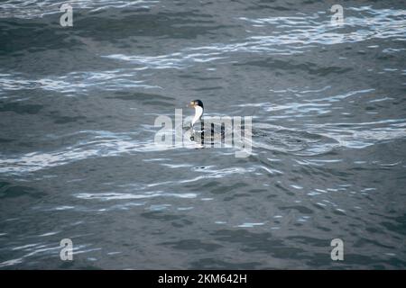 A rock shag bird bobbing in the water around Stock Photo - Alamy
