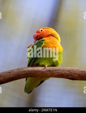 A Fischer's lovebird perched on a tree branch, vertical, close-up Stock ...