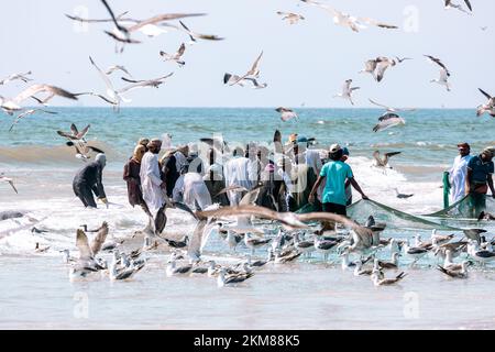 Fishermen catching sardines from Salalah beach. A big net full of ...