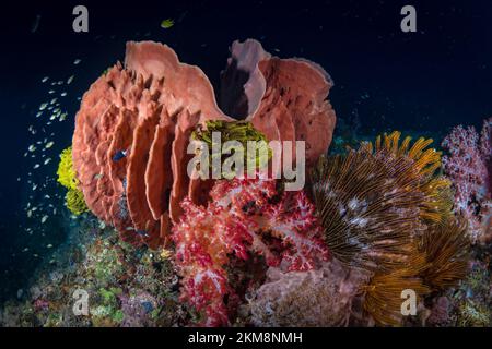 Large sea sponge growing on healthy coral reef Stock Photo - Alamy