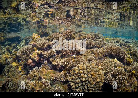 Super healthy hard coral reef in the Indo Pacific, busting with ...