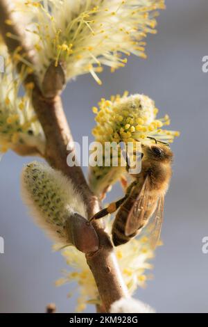 Willow catkins and honey bee close-up Stock Photo - Alamy