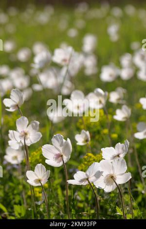 snowdrop anemone flower in spring forest Stock Photo - Alamy
