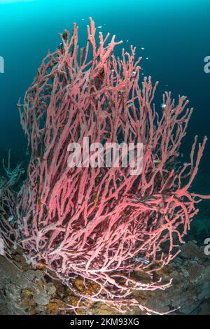 Large sea sponge growing on healthy coral reef Stock Photo - Alamy