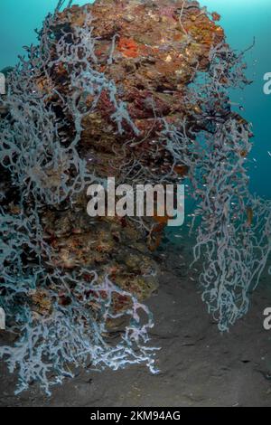 Large sea sponge growing on healthy coral reef Stock Photo - Alamy