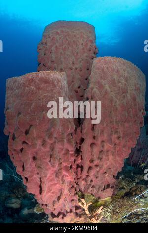 Large sea sponge growing on healthy coral reef Stock Photo - Alamy