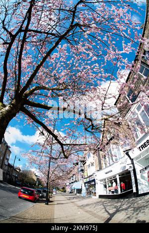 Spring Pink Blossom The Grove Ilkley west Yorkshire UK Cherry Blossom ...