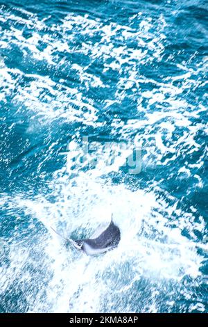 An hourglass dolphin, Lagenorhynchus cruciger, jumps in the boat wake ...