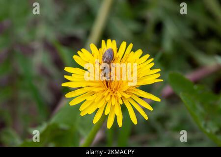 yellow beautiful dandelion flowers with seeds, dandelions with ...