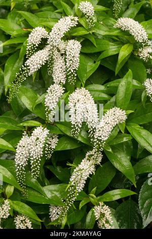 Gooseneck Loosestrife, Lysimachia clethroides, Herbaceous, Garden ...