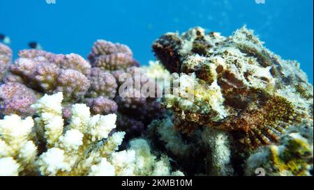 Tassled Scorpionfish. Fish - a type of bone fish Osteichthyes ...