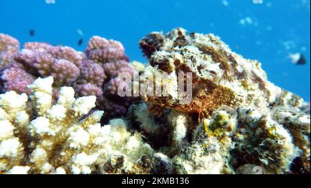 Tassled Scorpionfish. Fish - a type of bone fish Osteichthyes ...