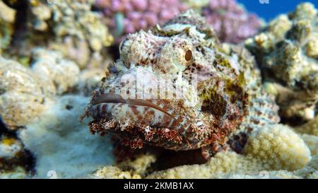 Tassled Scorpionfish. Fish - a type of bone fish Osteichthyes ...