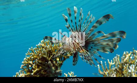 Lion Fish in the Red Sea. Lion Fish in the Red Sea in clear blue water ...