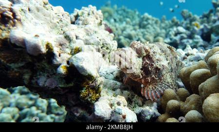 Scorpionfish, Fish - type bone fish Osteichthyes, Scorpaenidae ...