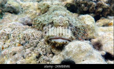 Scorpionfish, Fish - type bone fish Osteichthyes, Scorpaenidae ...
