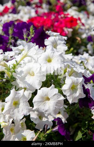 old autumn flowers with damage and other disadvantages, the last ...