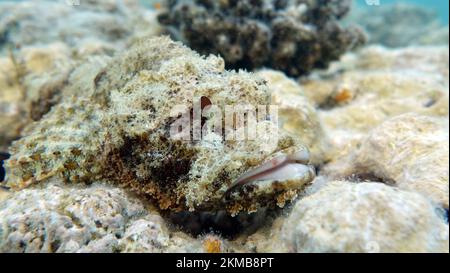 Scorpionfish, Fish - type bone fish Osteichthyes, Scorpaenidae ...