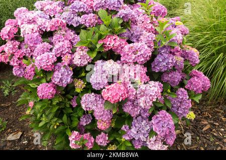 Blooming hydrangea flowers in colorful garden pots inside modern ...