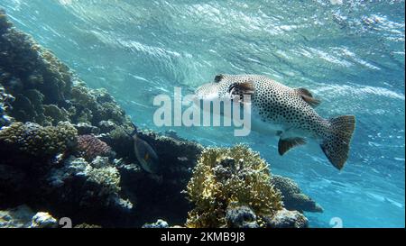 Arothron stellatus - Star puffer - This puffer (or arotron), one of the ...