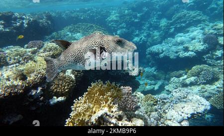 Arothron stellatus - Star puffer - This puffer (or arotron), one of the ...