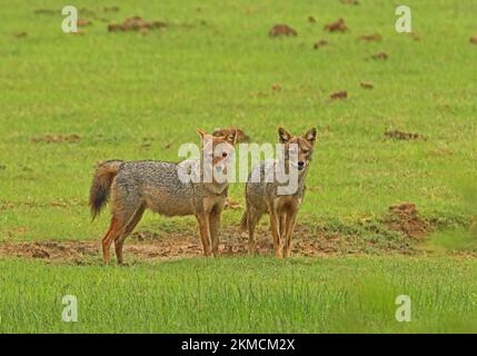 Golden jackal (Canis aureus) pair of jackals Stock Photo - Alamy
