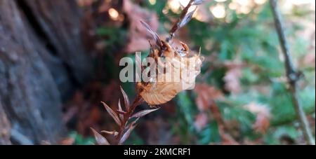 Dried cockroach insect fossil on a branch in the wild Stock Photo - Alamy