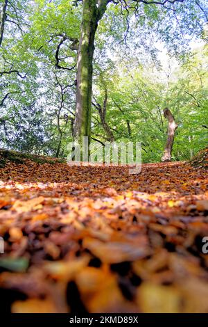 Autumn tree, Cardiff. October 2022. Autumn Stock Photo - Alamy