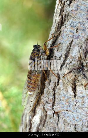 Zikade, Cicada cretensis, kabóca, Crete, Greece, Europe Stock Photo - Alamy