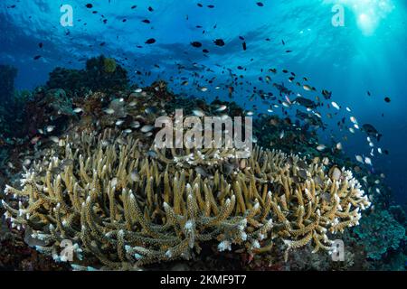 Super healthy hard coral reef in the Indo Pacific, busting with ...