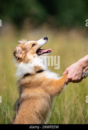 A closeup side profile of an adorable Sheltie puppy, furry dog captured ...