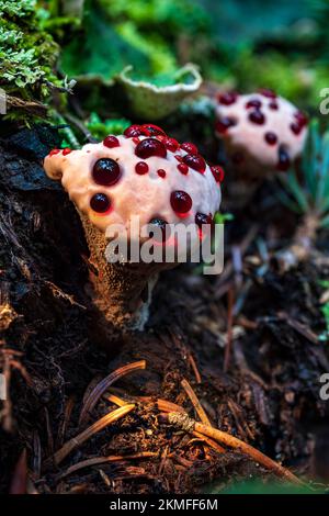 Strawberries and cream, Bleeding Hydnellum, Bleeding tooth fungus, Red ...