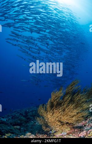Barracuda Schooling above coral reef Stock Photo - Alamy
