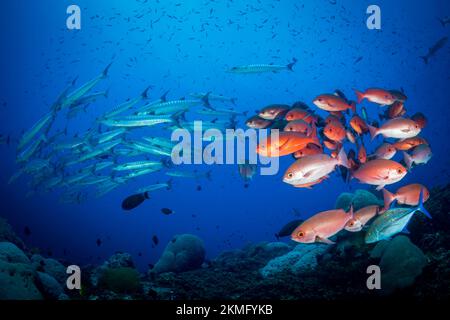 School of red snappers and barracudas swim together above coral reef ...