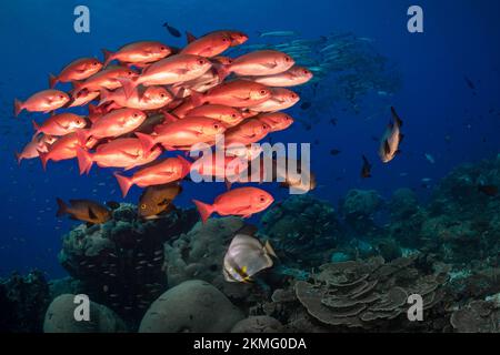 School of red snappers and barracudas swim together above coral reef ...