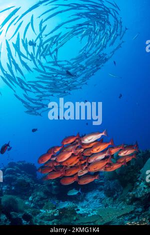 School of red snappers and barracudas swim together above coral reef ...