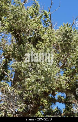 large-fruited juniper, Großfrüchtiger Wacholder, Genévrier à gros ...