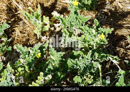 squirting cucumber or exploding cucumber, Spritzgurke, concombre d'âne ...