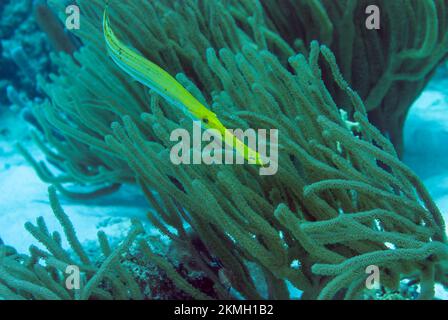 Yellow Trumpetfish on a tropical coral reef in Bonaire Marine Park ...