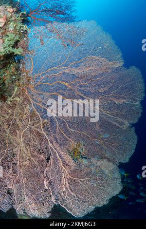 Large corals growing on healthy colorful coral reef Stock Photo - Alamy