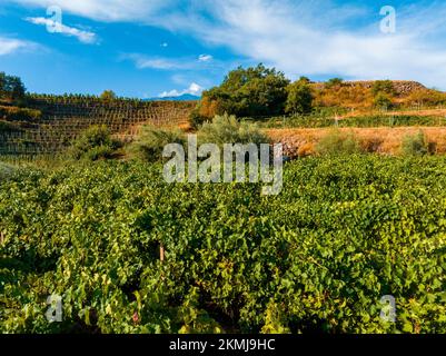 Sicilian vineyards with Etna volcano eruption at background in Sicily ...