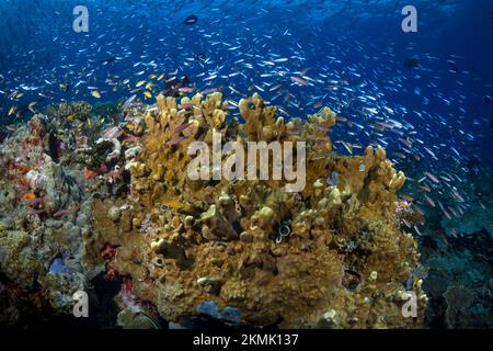 Biodiversity of coral reef system - Asortment of tropical reef fish ...