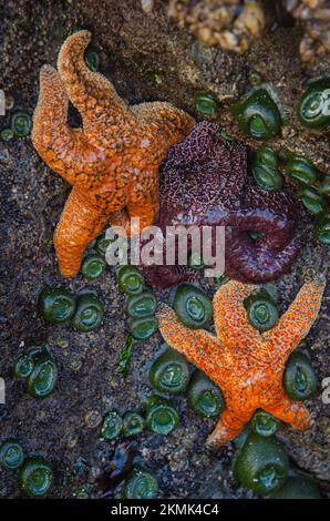 Starfish in Tidal Pools at Bandon Beach in Southern Oregon Stock Photo ...
